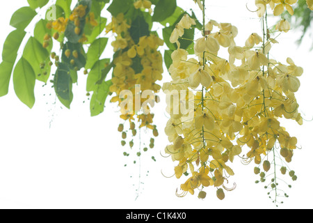 Yellow flower of cassia fistula or golden shower tree lying on ground Stock Photo - Alamy