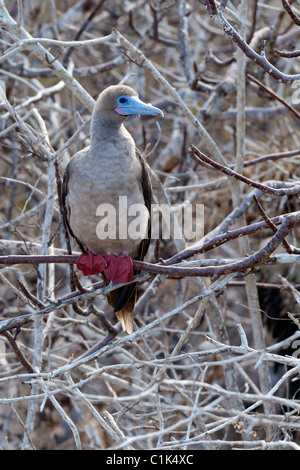 Red-footed boobies, Genovesa Island, Galapagos Islands, Ecuador Stock ...