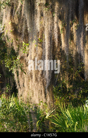 SPANISH MOSS FLORIDA MOSS LONG MOSS TILLANDSIA USNEOIDES FLORIDA Stock ...
