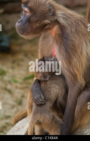 Gelada Baboon (Theropithecus gelada) Mother and Baby together Stock ...