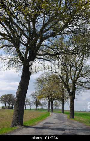 Pathway lined with oak trees Stock Photo - Alamy