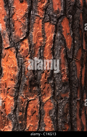 Burnt pine bark after a fire. Can be used as black abstract background ...