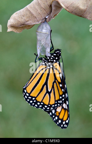 Monarch butterfly adult emerged from cocoon, on leaf beside empty ...