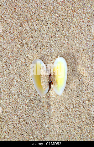 Seashell in Caribbean Stock Photo - Alamy