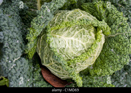 Detail view of a portuguese cabbage on the farmer's field Stock Photo ...