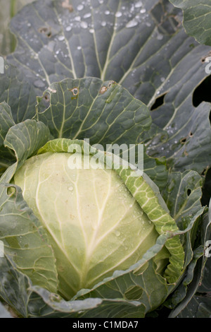 Detail view of a portuguese cabbage on the farmer's field Stock Photo ...