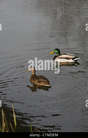 male mallard in sandhill lake, Worksop Anas platyrhynchos Stock Photo ...