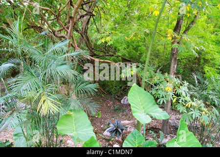 Tropical rain forest trees at the Mayan ruins of Copan, Honduras. Copan ...