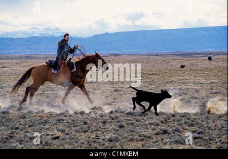 United States, Wyoming, cow boys from the Flitner ranch in Greybull ...