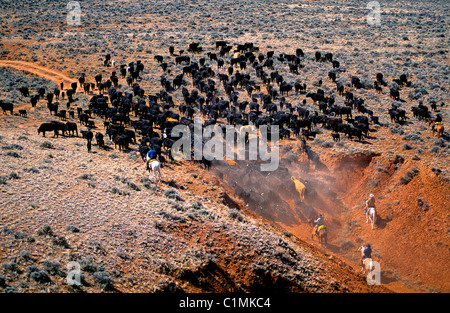 United States, Wyoming, cow boys from the Flitner ranch in Greybull ...