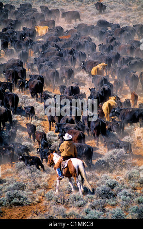 United States, Wyoming, cow boys from the Flitner ranch in Greybull ...