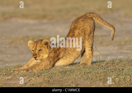Stock photo of a lion cub stretching Stock Photo - Alamy