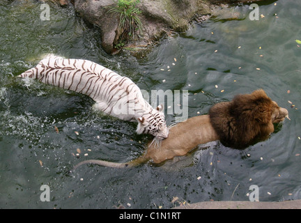 ANIMALS MAKE A SPLASH IN HEATWAVE A baby chimpanzee cools off in the ...