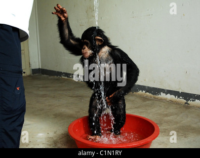 ANIMALS MAKE A SPLASH IN HEATWAVE A baby chimpanzee cools off in the ...