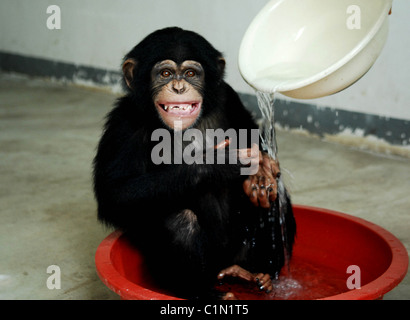 ANIMALS MAKE A SPLASH IN HEATWAVE A baby chimpanzee cools off in the ...