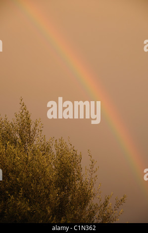Olive tree and Rainbow Stock Photo - Alamy