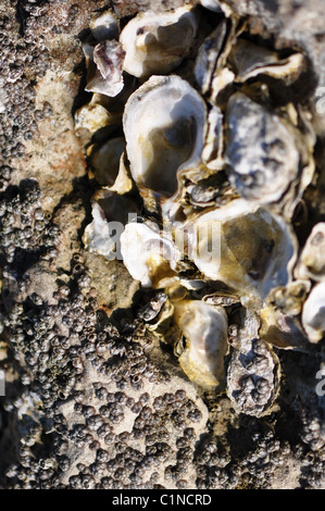 Oysters and Barnacles on a Beach in Brittany, France Stock Photo - Alamy