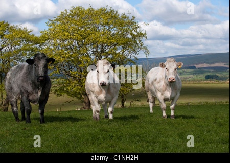 Herd of Pedigree British Blue cattle on upland pasture in North ...