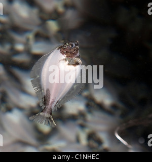 Halibut fish farming, Iceland Stock Photo - Alamy