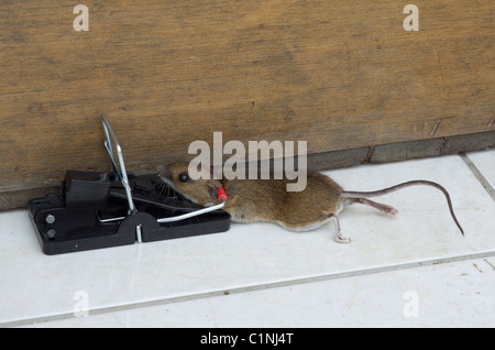 a mouse killed in a domestic mouseterap Stock Photo - Alamy