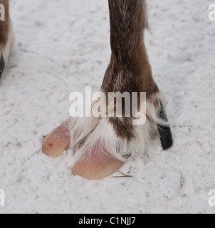 Feet of reindeer Stock Photo - Alamy