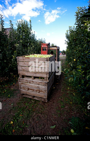 spain - apples trees Stock Photo - Alamy