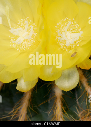 The cactus blooms with beautiful bright yellow flowers that look like a ...