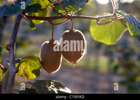 Kiwi on a tree. LLeida. Spain Stock Photo - Alamy