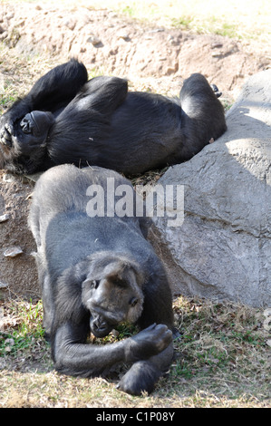Gorilla (Gorilla), rear view Stock Photo - Alamy