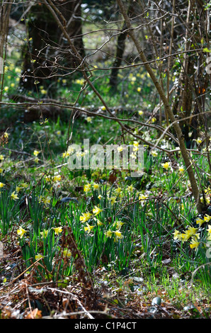 Wild daffodils in flower near the river Charente, France Stock Photo ...