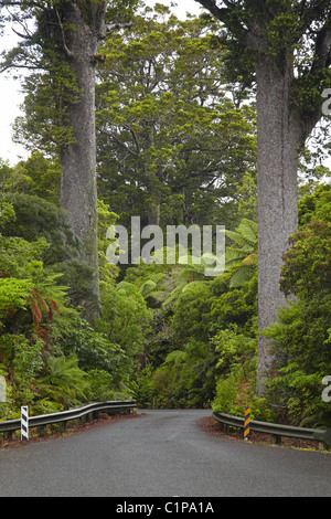 Native bush and Kauri trees, Waipoua Forest, Northland Region, North ...