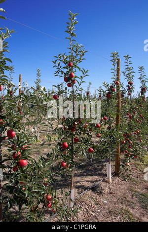 Apple Brookfield on a tree. LLeida. Spain Stock Photo - Alamy