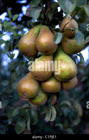 Pears Conference. LLeida. Spain Stock Photo - Alamy