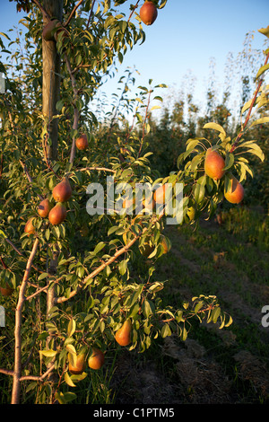 Pears Deboe on a tree. LLeida. Spain Stock Photo - Alamy