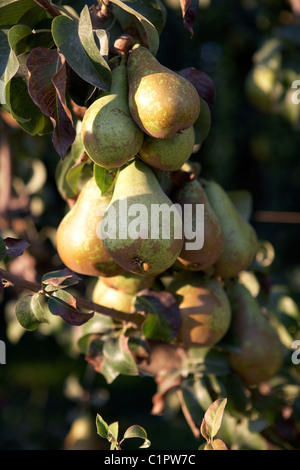 Pears Conference on a branch. LLeida. Spain Stock Photo - Alamy