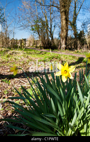 Smallbrook Meadows a nature reserve near the provincial English town of ...