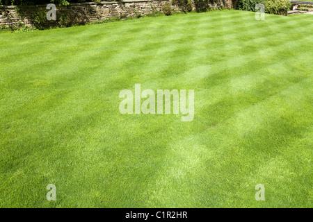 Stripy lawn with long cut striped green grass in garden / gardens ...