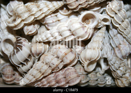 Common wentletrap (Epitonium clathrus) shells on beach Stock Photo - Alamy