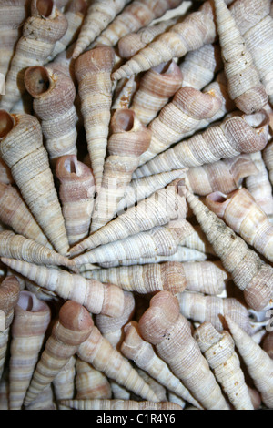 Turritella shell Turritellidae Stock Photo - Alamy