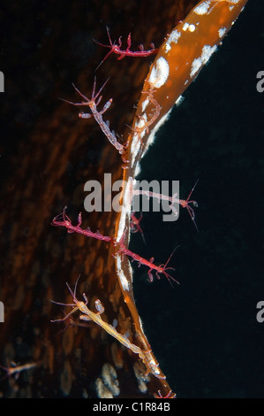 group of Linear Skeleton Shrimp or ghost shrimps (Caprella linearis ...