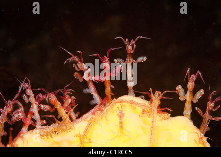 group of Linear Skeleton Shrimp or ghost shrimps (Caprella linearis ...