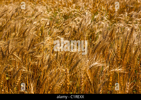 Cross section of a crop or field of wheat Stock Photo: 171266170 - Alamy