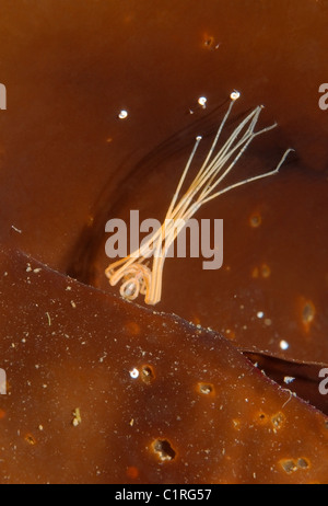 Sea spider (Nymphon longitarse), Arctic, Russia, Kareliya, White sea ...