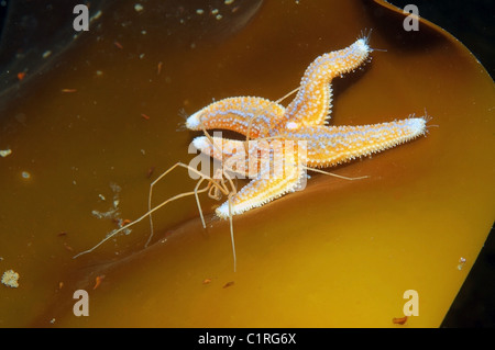 Sea spider (Nymphon longitarse),and Red starfish (Asterias rubens Stock ...