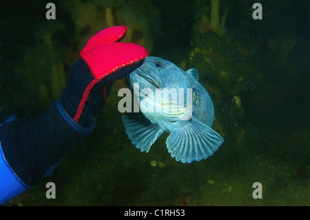Atlantic wolffish, Atlantic Catfish, seawolf, ocean catfish, devil fish ...