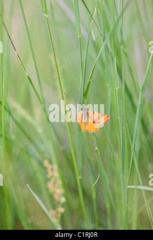 Lythria sanguinaria moth Stock Photo - Alamy