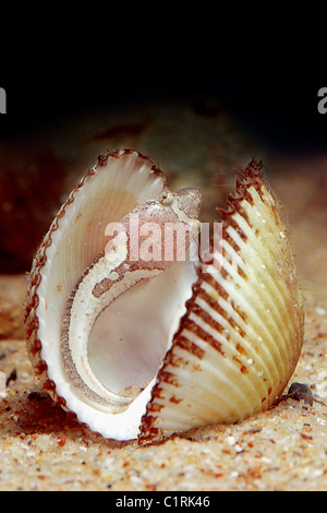Two-spotted clingfish - (Diplecogaster bimaculata Stock Photo - Alamy