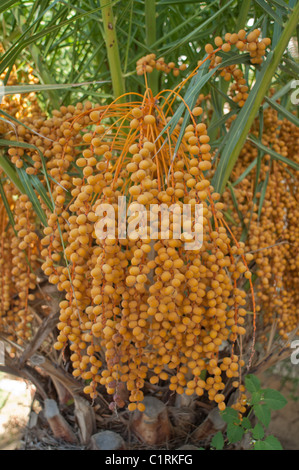 palm tree with seeds Stock Photo - Alamy