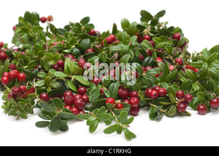 Branches of the cowberry with fruit insulated on white background Stock ...