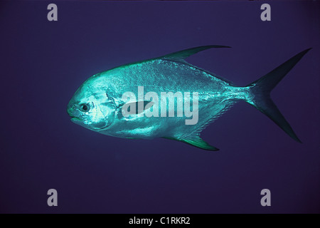 Pompano (Trachinotus ovatus). Marine fish Stock Photo - Alamy